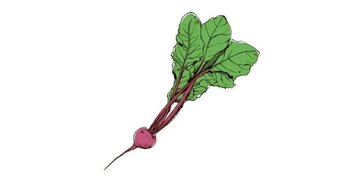 Growing Guides – tagged "10 Beets" – Organo Republic
