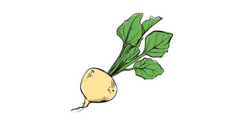 Growing Guides – tagged "10 Beets" – Organo Republic