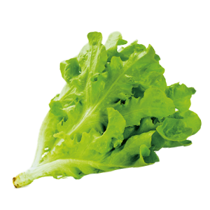 Royal Oakleaf Lettuce - 1G – Organo Republic
