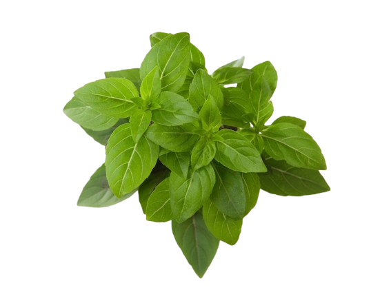 Greek Dwarf Basil - 0.5G – Organo Republic